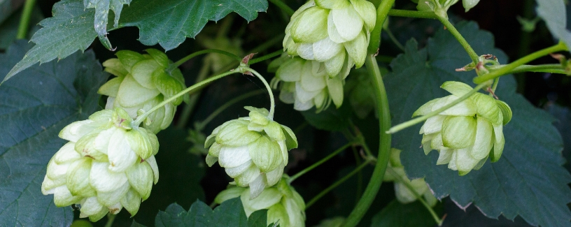 O que é Lúpulo? - O Caneco